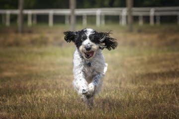 White Cockerpoo Dogs Stock Photos - Free & Royalty-Free Stock Photos ...