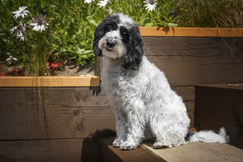 Black and White Cockapoo Sitting Down in Her Garden with a Head Tilt ...