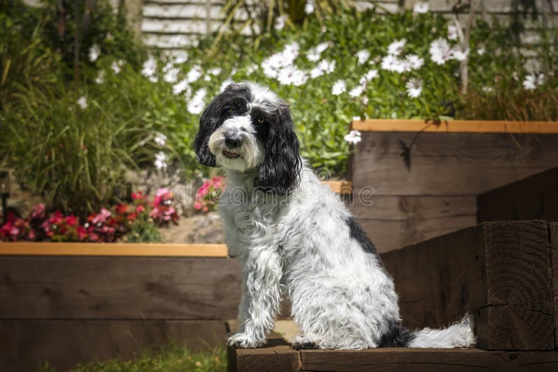 Black and White Cockapoo Sitting Down in Her Garden with a Head Tilt ...
