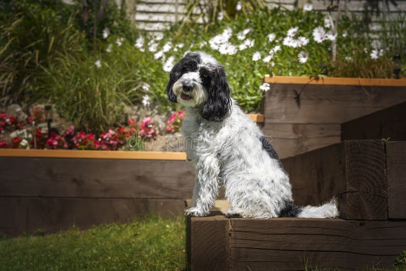 Black and White Cockapoo Sitting Down in Her Garden with a Head Tilt ...