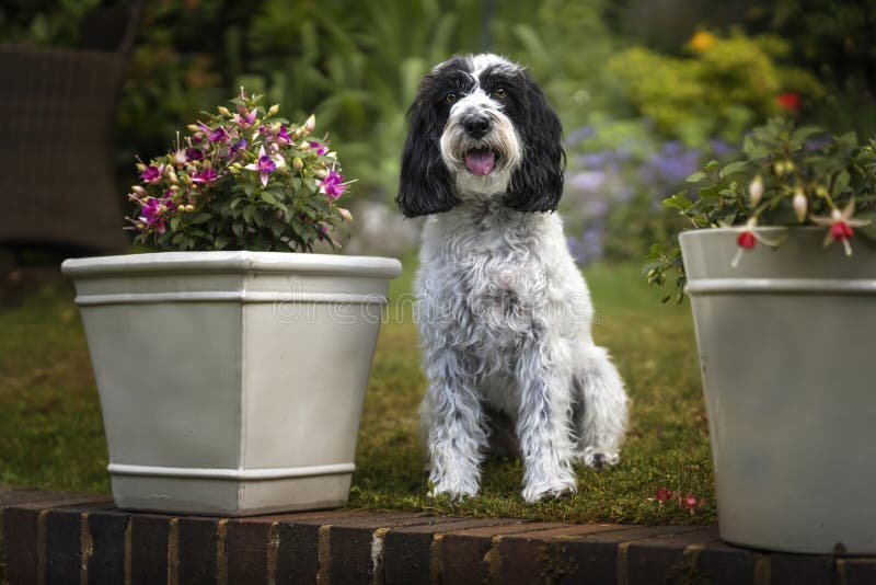Black and White Cockapoo Sitting Down in Her Garden with a Head Tilt ...