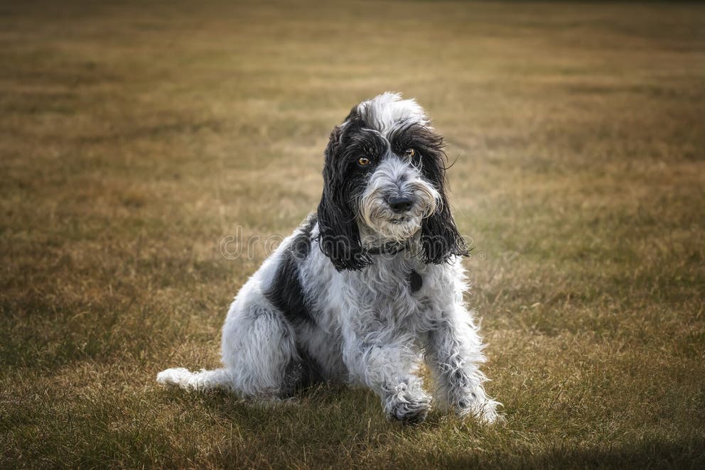 Black and White Cockapoo Sitting in a Field Stock Photo - Image of ...