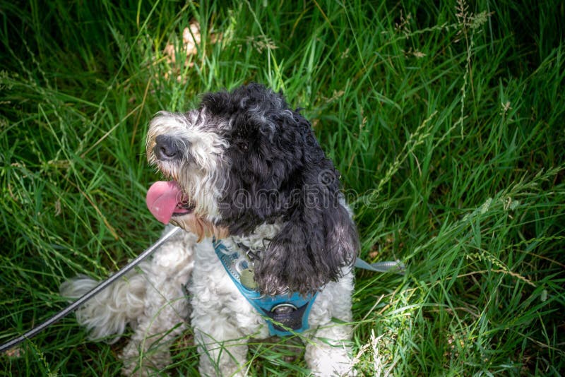 Black and White Cockapoo or Spoodle Sitting in the Grass on a Summer ...