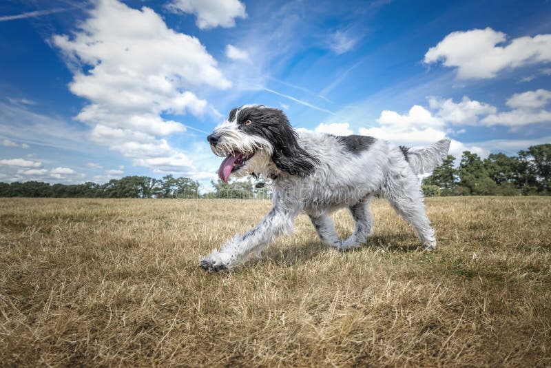 Black and White Cockapoo Walking in a Field with Her Tongue Out Stock ...