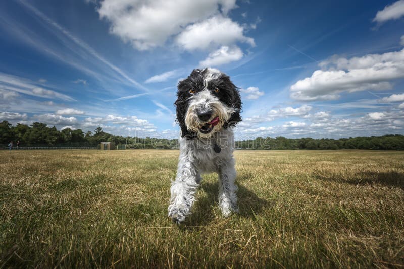 Black and White Cockapoo Walking Towards the Camera in a Field Stock ...