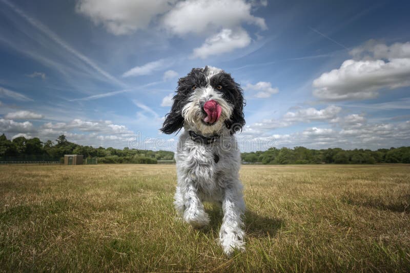 Black and White Cockapoo Walking Towards the Camera in a Field Stock ...