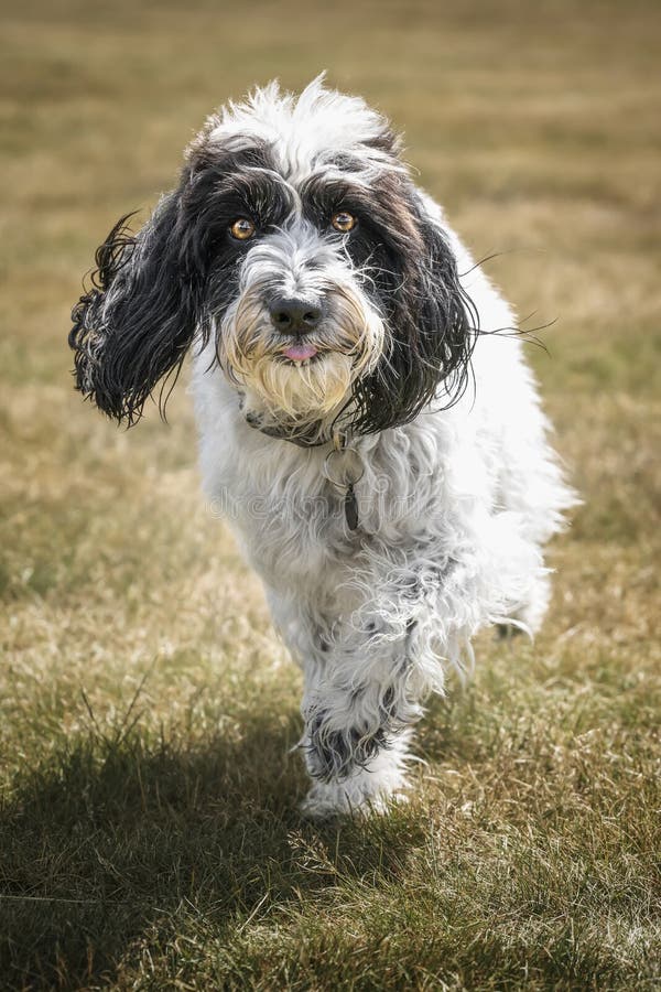 Black and White Cockapoo Walking Towards the Camera in a Field Stock ...