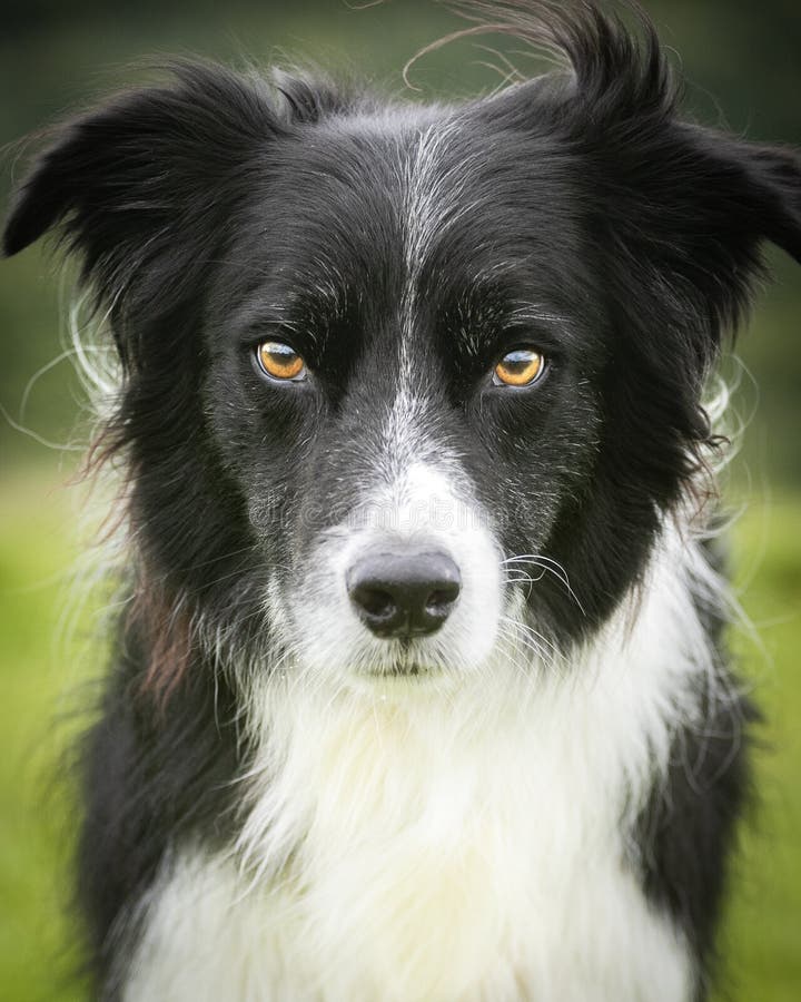 Black and White Collie Intense Focus Expression Stock Image - Image of ...