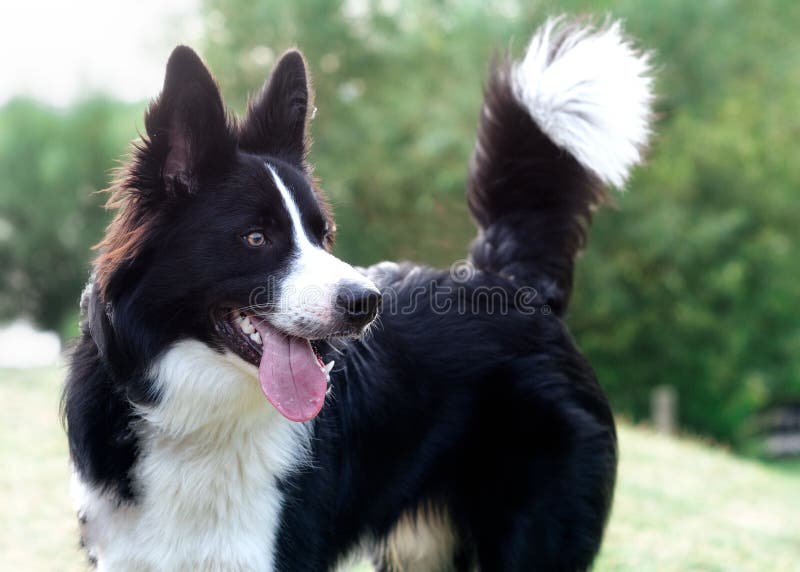 Black and White Collie Playing and Jumping on the Grass Stock Photo ...