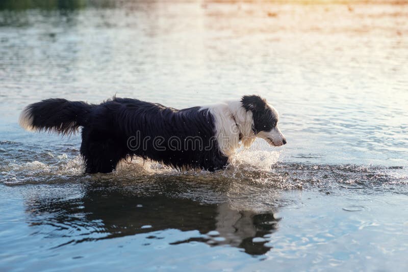 Black and White Collie Playing and Swimming in Water on Summer Day ...
