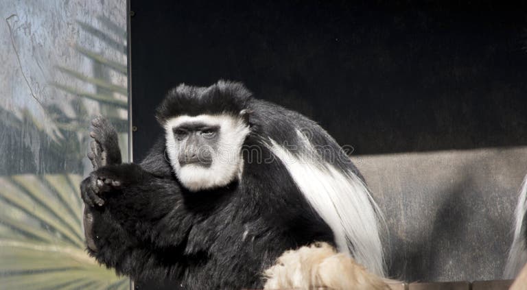 Black and White Colobus Has a Grey Face Stock Photo - Image of face ...