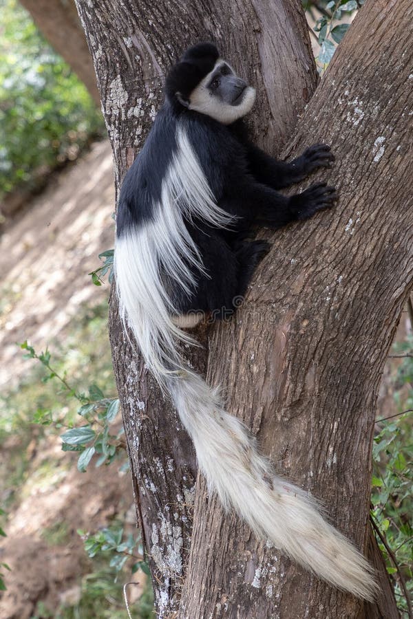 Black and White Colobus Monkey in Kenya, Africa Stock Image - Image of ...