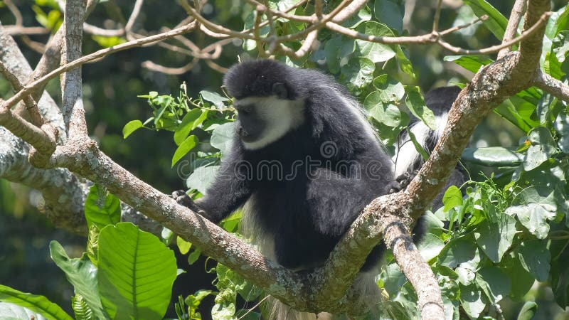 A Black and White Colobus Monkey Feeding Stock Image - Image of eating ... A Black and White Colobus Monkey Feeding Stock Image - Image of eating ...