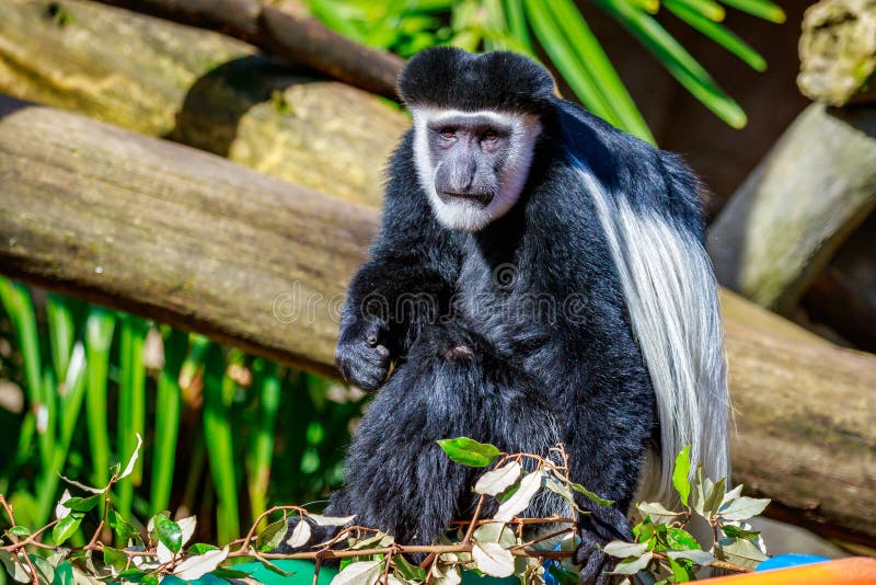 Black-and-white Colobus Monkey Stock Photo - Image of black, primates ...