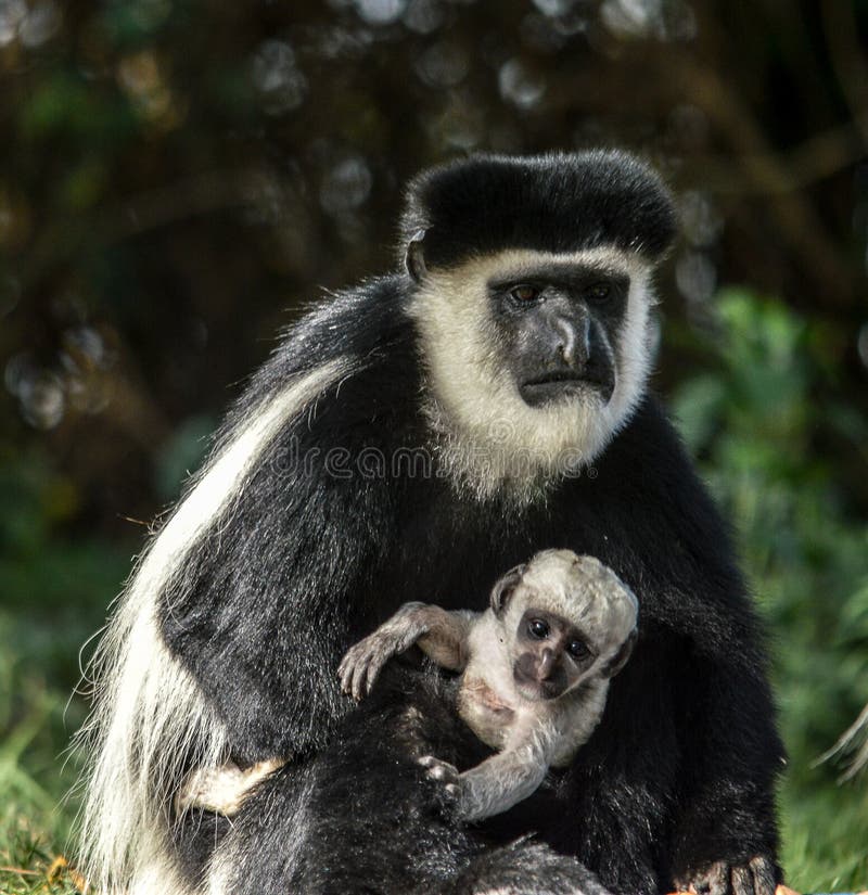 Black and White Colobus Monkey Holding Cute White Baby Stock Image ... Black and White Colobus Monkey Holding Cute White Baby Stock Image ...
