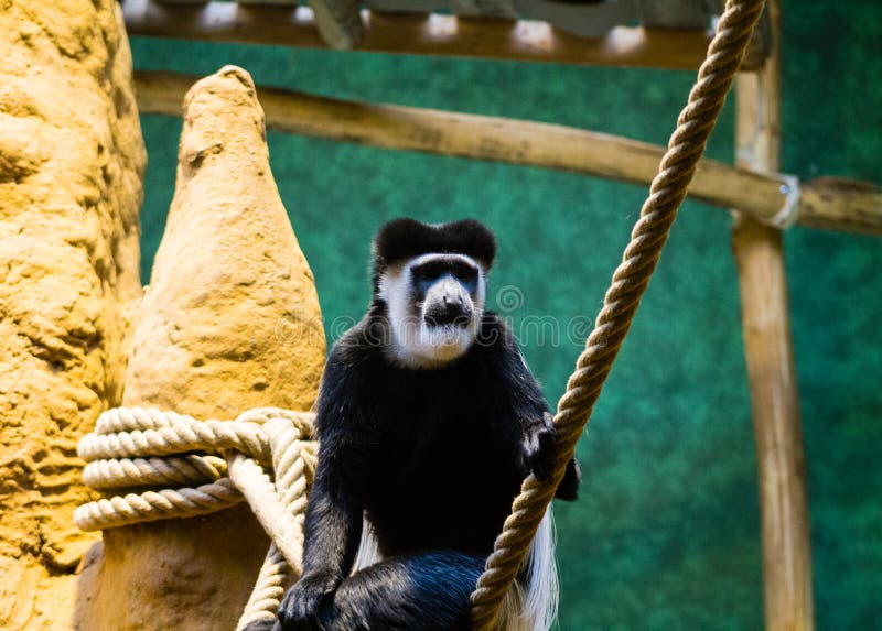 Black and White Colobus Monkey Sitting on a Rope at the Zoo Stock Image ...