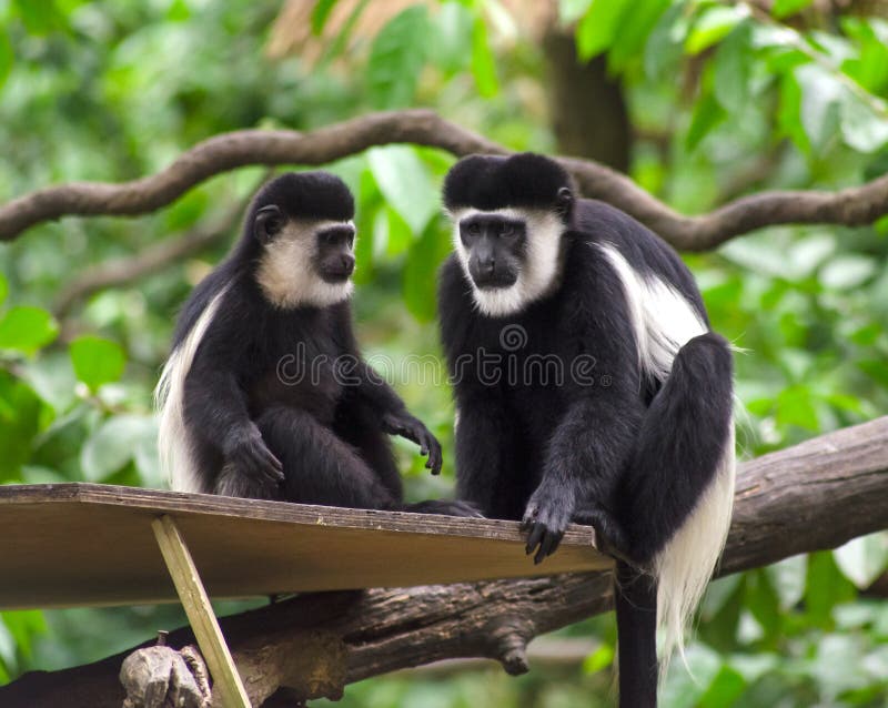 Colobus monkey stock image. Image of white, colobus, thoughtful - 81423489