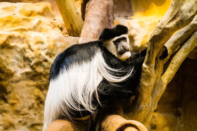Black-and-white Colobus Monkey in the Zoo Stock Photo - Image of ...