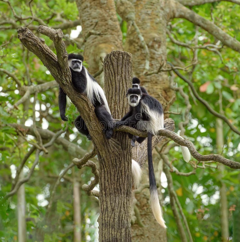 123 Eastern Black White Colobus Monkey Stock Photos - Free & Royalty ... 123 Eastern Black White Colobus Monkey Stock Photos - Free & Royalty ...