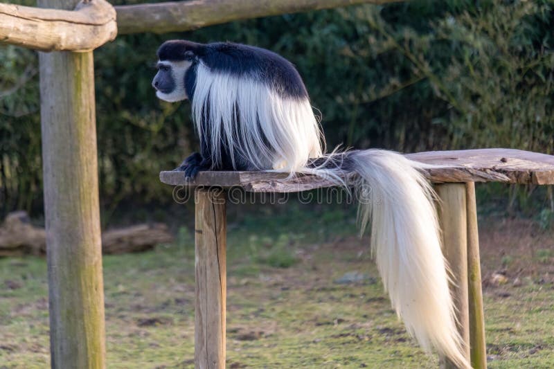Black and White Colobus Monkeys at Howletts Zoo Stock Photo - Image of ... Black and White Colobus Monkeys at Howletts Zoo Stock Photo - Image of ...
