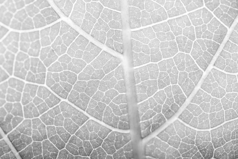 Gray Leaf Texture Black and White Color of Leaf Texture Background ...