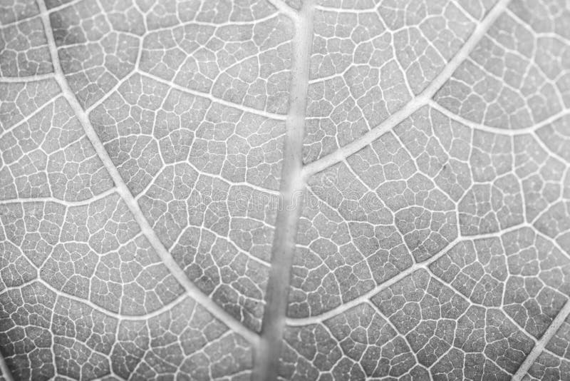 Gray Leaf Texture Black And White Color Of Leaf Texture Background ...