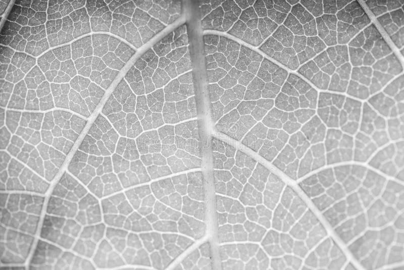 Gray Leaf Texture Black and White Color of Leaf Texture Background ...