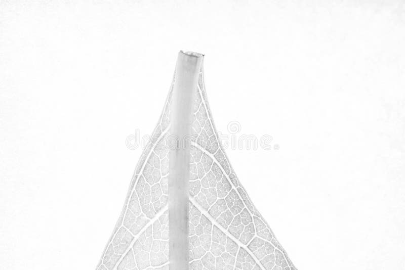 Gray Leaf Texture Black and White Color of Leaf Texture Background ...