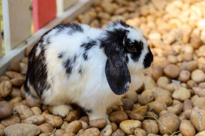 Reproduction of rabbit stock image. Image of stockbreeding - 24210069