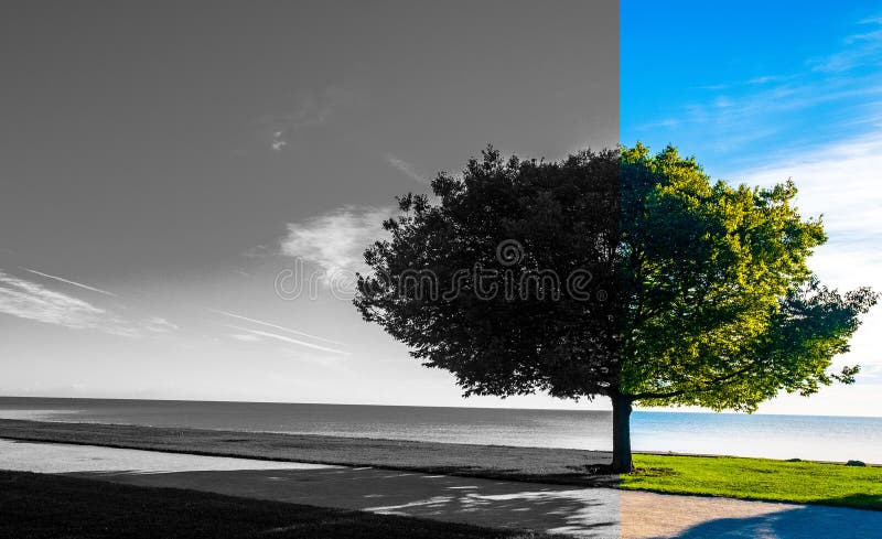 A Black and White / Color Split Image of a Single Tree in Front of a ...
