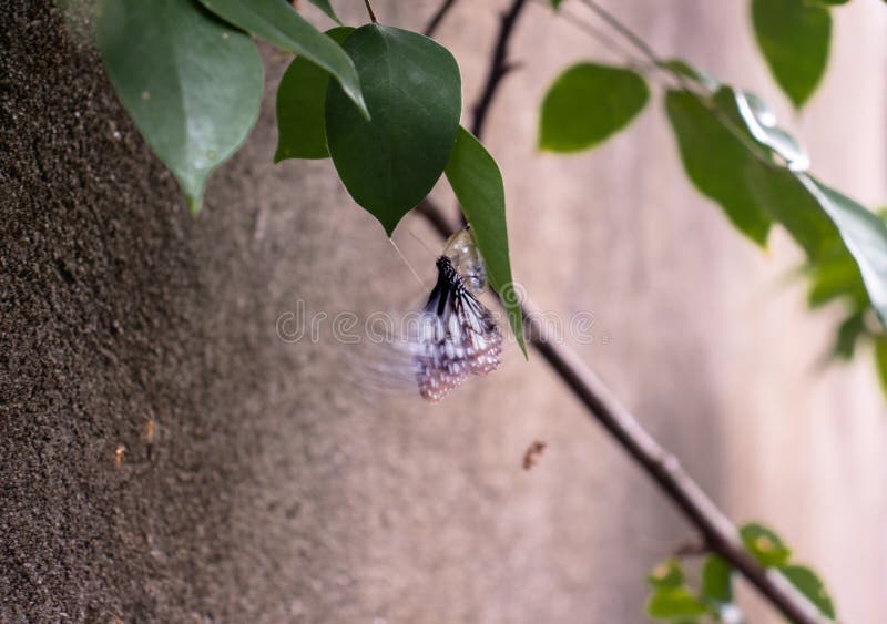 Butterfly cocoon on white stock photo. Image of change - 3555012
