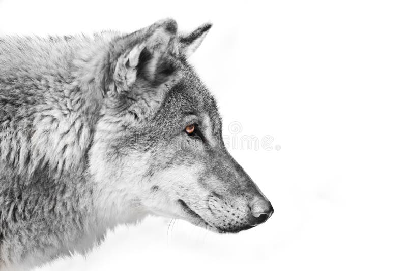 Black and White with Colored Eyes, a View of the Distance Split a Wolf ...