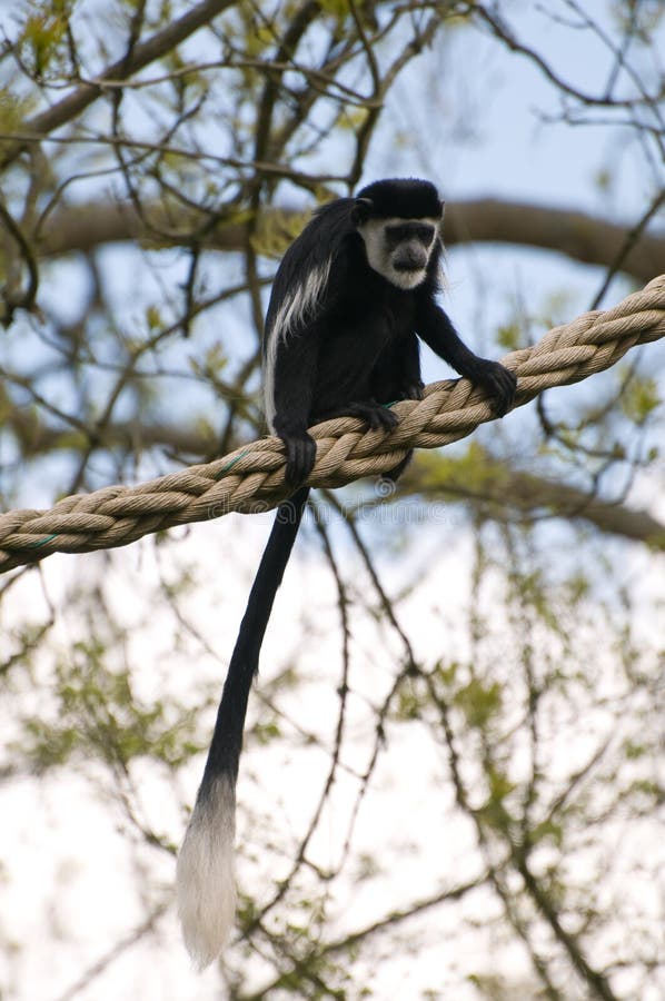 Black & White Colubus Monkey Stock Image - Image of park, animal: 14201985