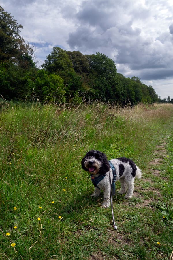 Black and White Cockapoo in a Field Stock Image - Image of canis ...