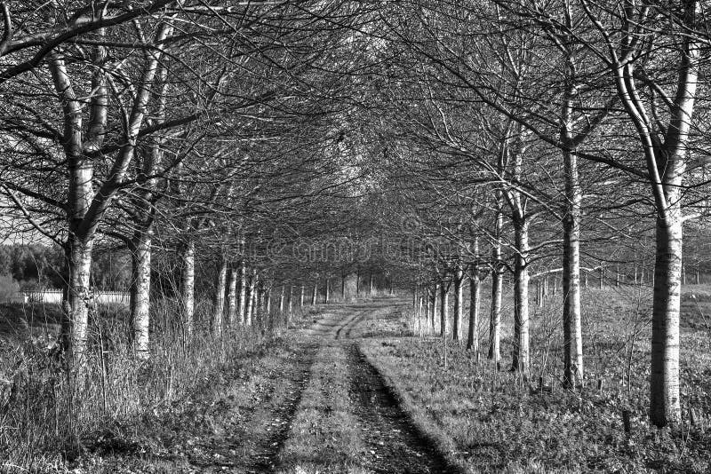 Black and White Country Lane Stock Image - Image of canopy, path: 164481673