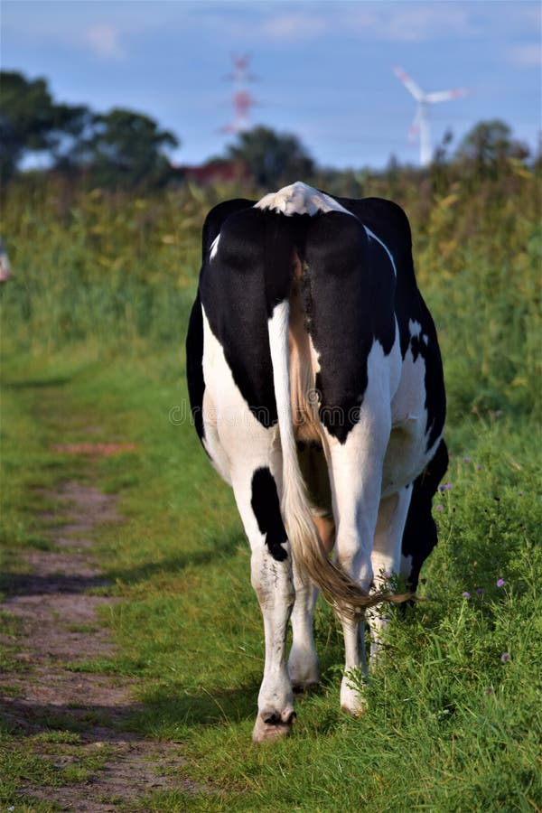 Black and White Cow from Behind Stock Photo - Image of animal, white ...