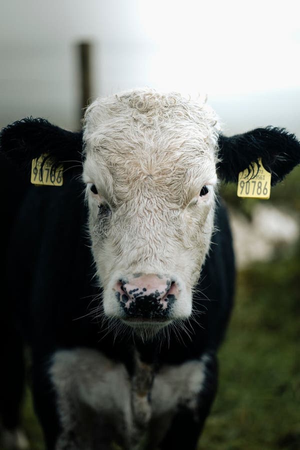 Black and White Cow with Ear Tags Stock Image - Image of outdoors ...