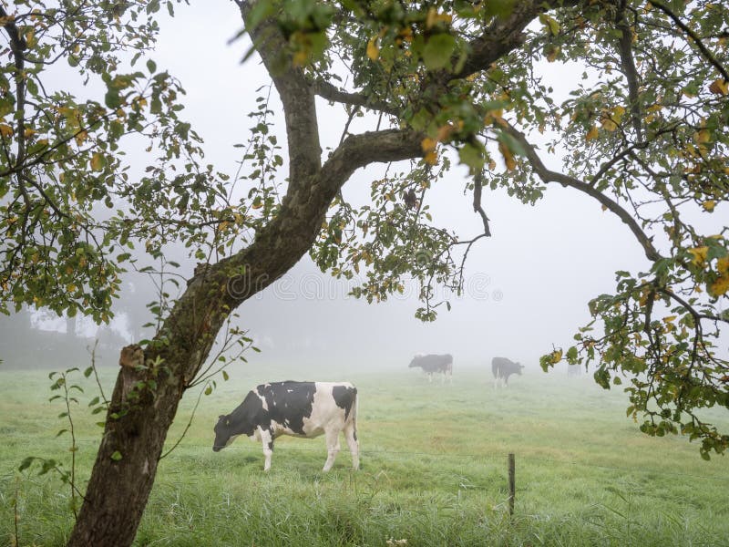 Black and White Cow in Foggy Meadow with Apple Tree Stock Photo - Image ...