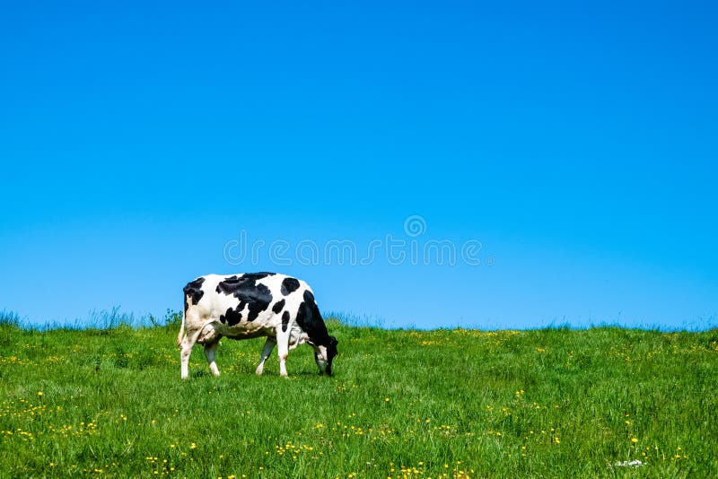 Black and White Cow Grazing on the Pasture during Daytime Stock Image ...