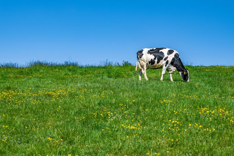 Black and White Cow Grazing on the Pasture during Daytime Stock Image ...
