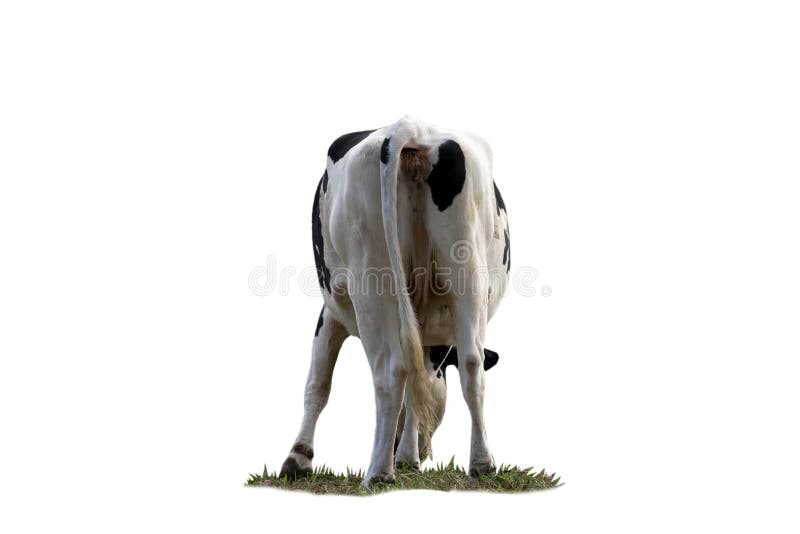Black and White Cow Image Back View Isolated on the White Background ...