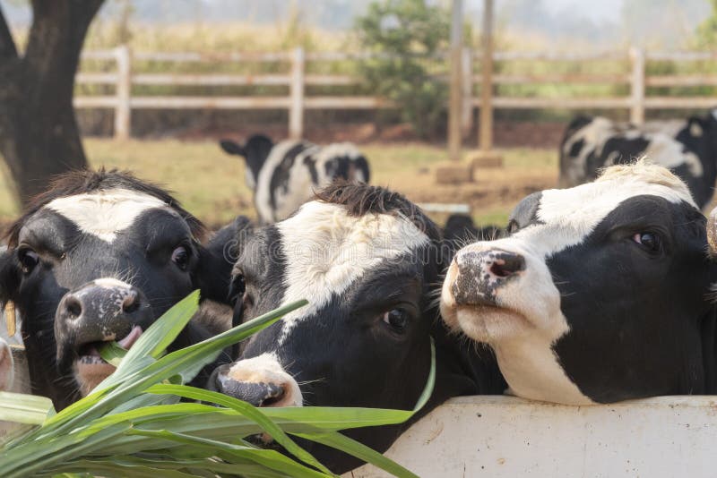 Black and White Cow Picture in Farm, Cow Head Stock Photo - Image of ...