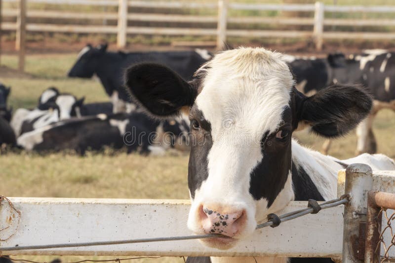 Black and White Cow Picture in Farm, Cow Head Stock Photo - Image of ...