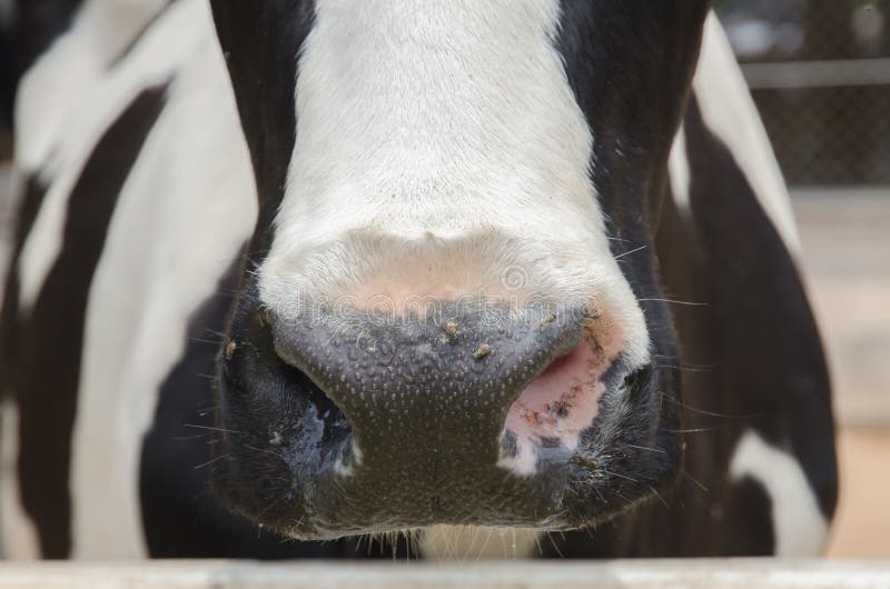 Black and white cow snout stock image. Image of fair - 55058973