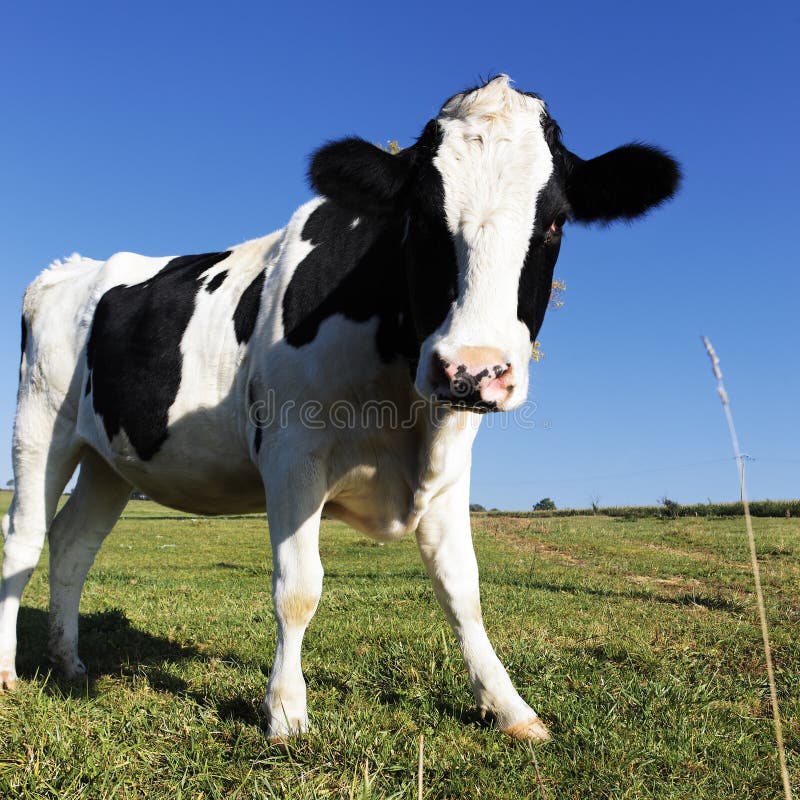 Cow stock photo. Image of grass, pasture, beast, rural - 2250786