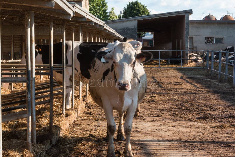 Black and White Cow Outside of the Barn Stock Image - Image of ...