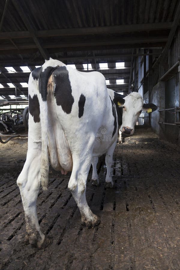 Red and piebald dairy cows stock photo. Image of frontal - 49262014