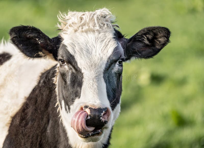 334 Cow Lips Stock Photos - Free & Royalty-Free Stock Photos from ...