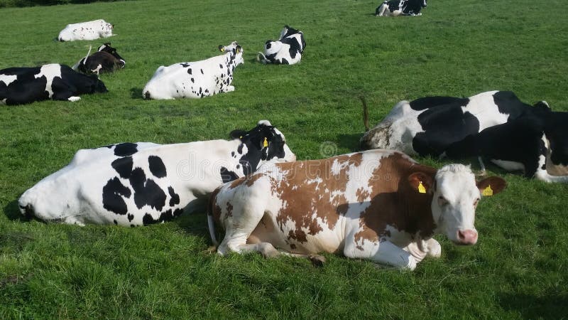 Cows Lying on Pasture and Ruminating Stock Image - Image of ruminating ...