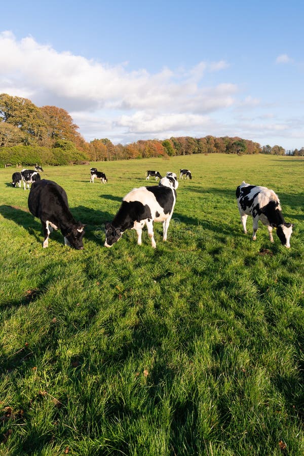 Black and White Cows in Castlewellan Northern Ireland Stock Image ...